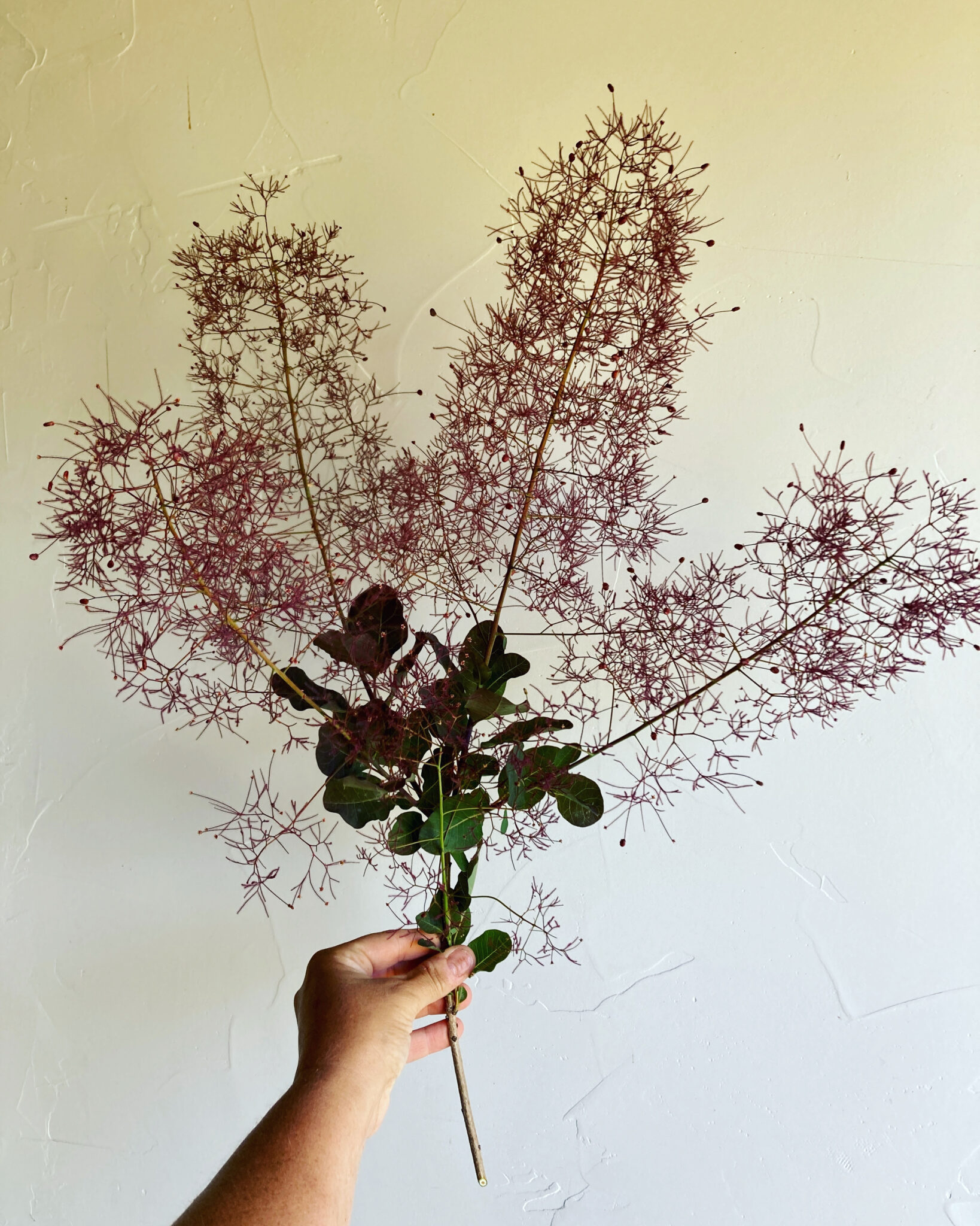 Why Source Local Sustainable Flowers? - Philadelphia Floral Guild